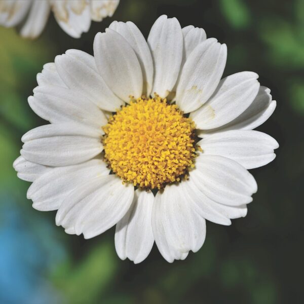 Aphorismen – Die Original-Leitspruch-Kalender